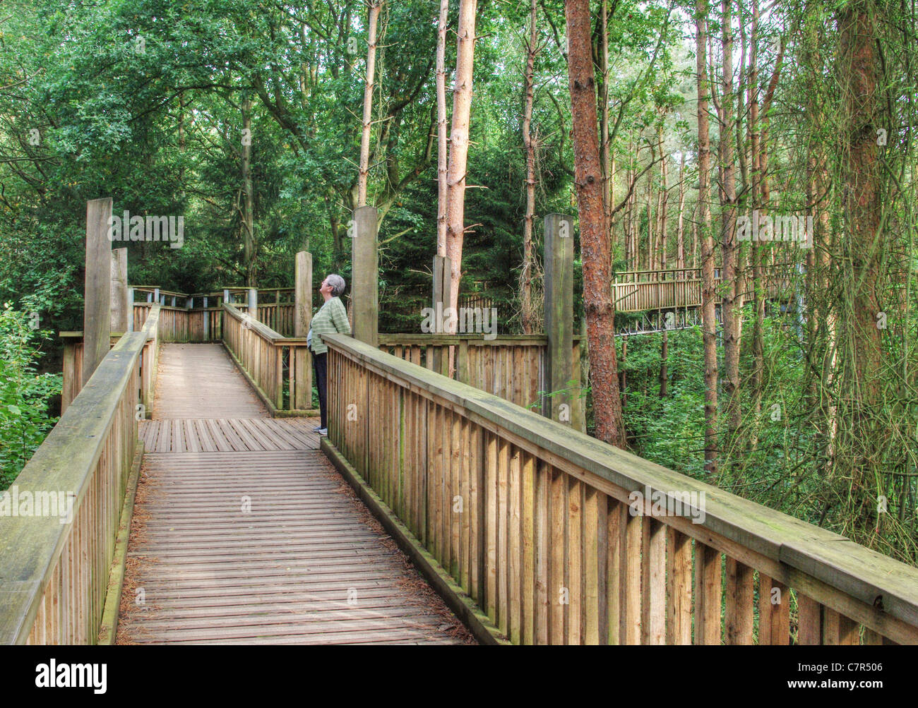 The start of the aerial walkway in Salcey Forest, UK Stock Photo - Alamy