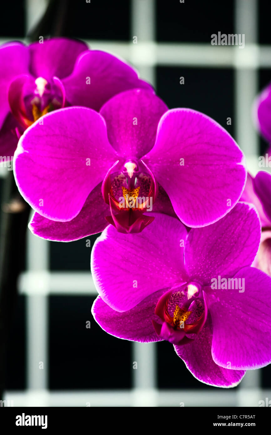 Epidendrum hybrid hi-res stock photography and images - Alamy