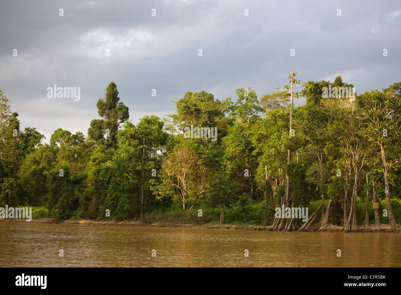 Vegetation along the Kinabatangan river, Sabah, Borneo, Malaysia Stock ...