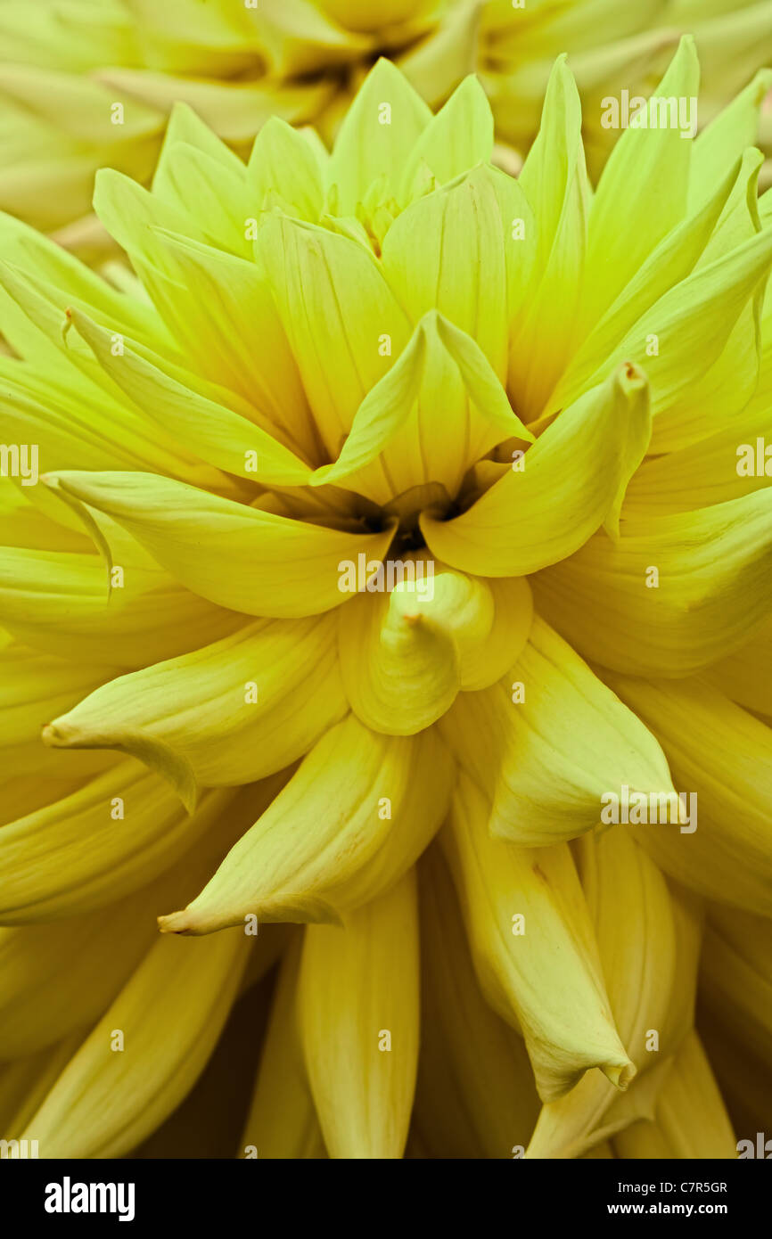 Yellow chrysanthemum flower head Stock Photo - Alamy