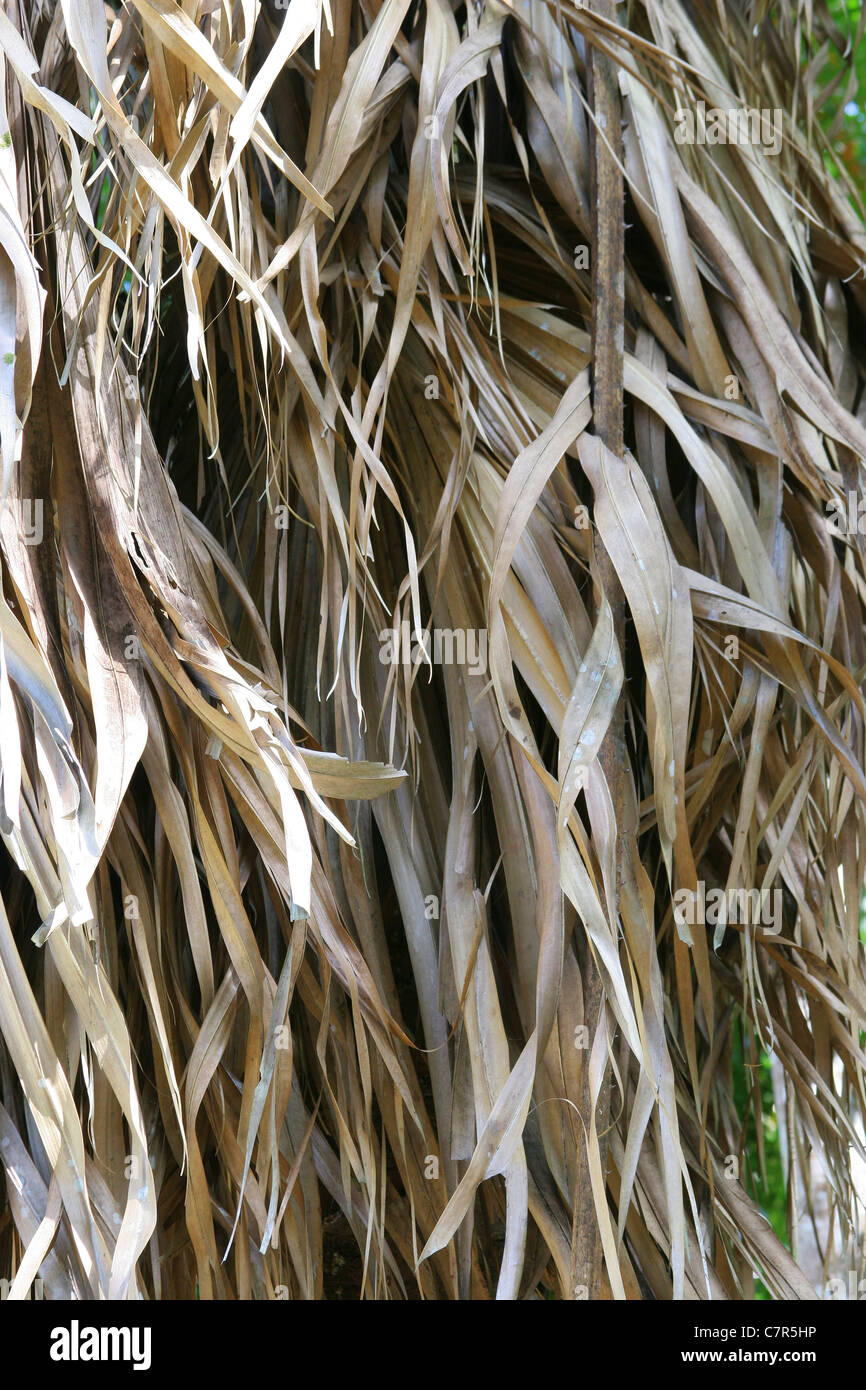 Dry palm tree leaves Stock Photo - Alamy