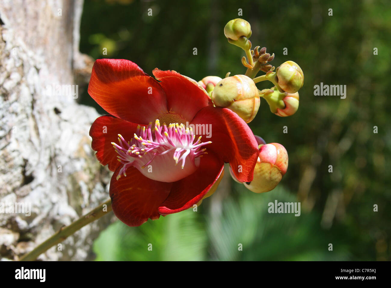 Panamas rain forest hi-res stock photography and images - Alamy