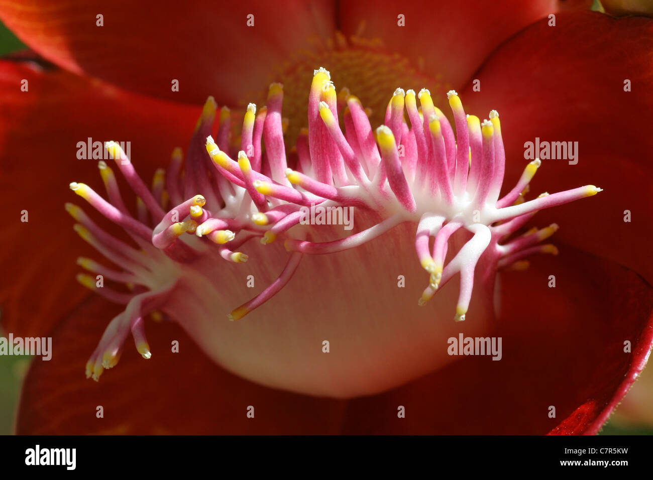 Red exotic flower on a tree in Panama's rain forest Stock Photo - Alamy