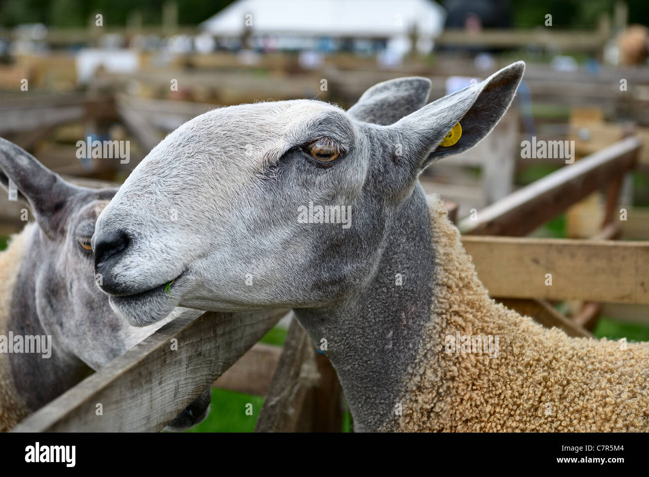 Portrait of a Bluefaced Leicester sheep at an agricultural show Stock ...