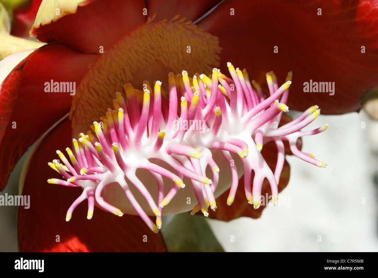 Red exotic flower on a tree in Panama's rain forest Stock Photo - Alamy