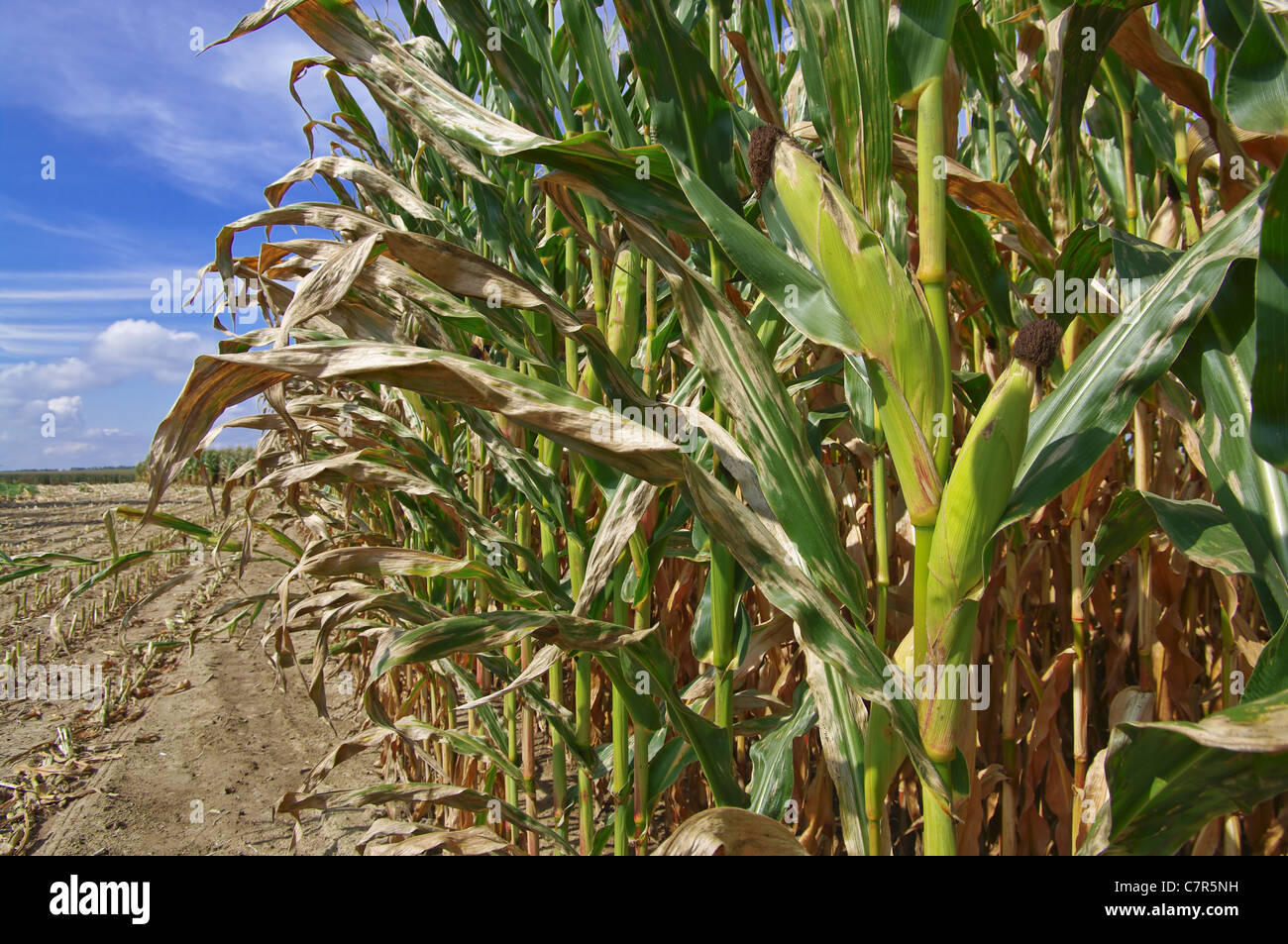 Corn cornstalk hi-res stock photography and images - Alamy