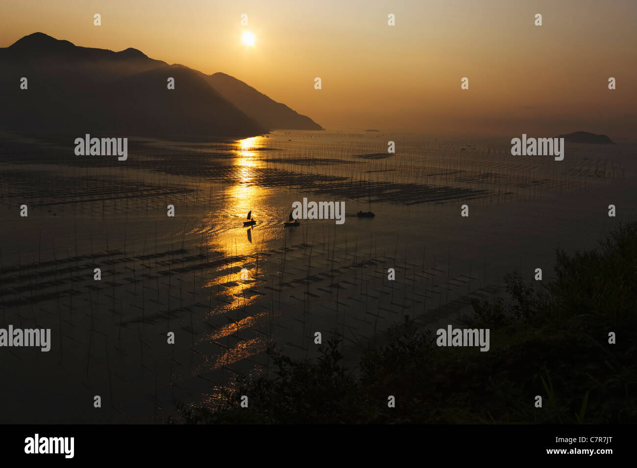 Sail boats sailing through seaweed farm with bamboo sticks for drying ...
