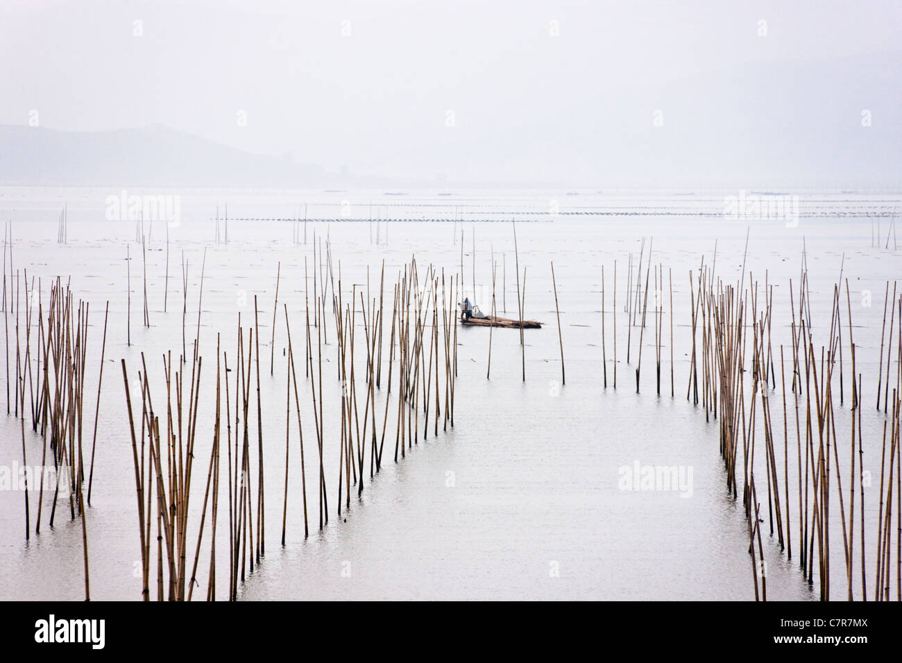 Fishing boat sailing through bamboo sticks for drying seaweed, East ...