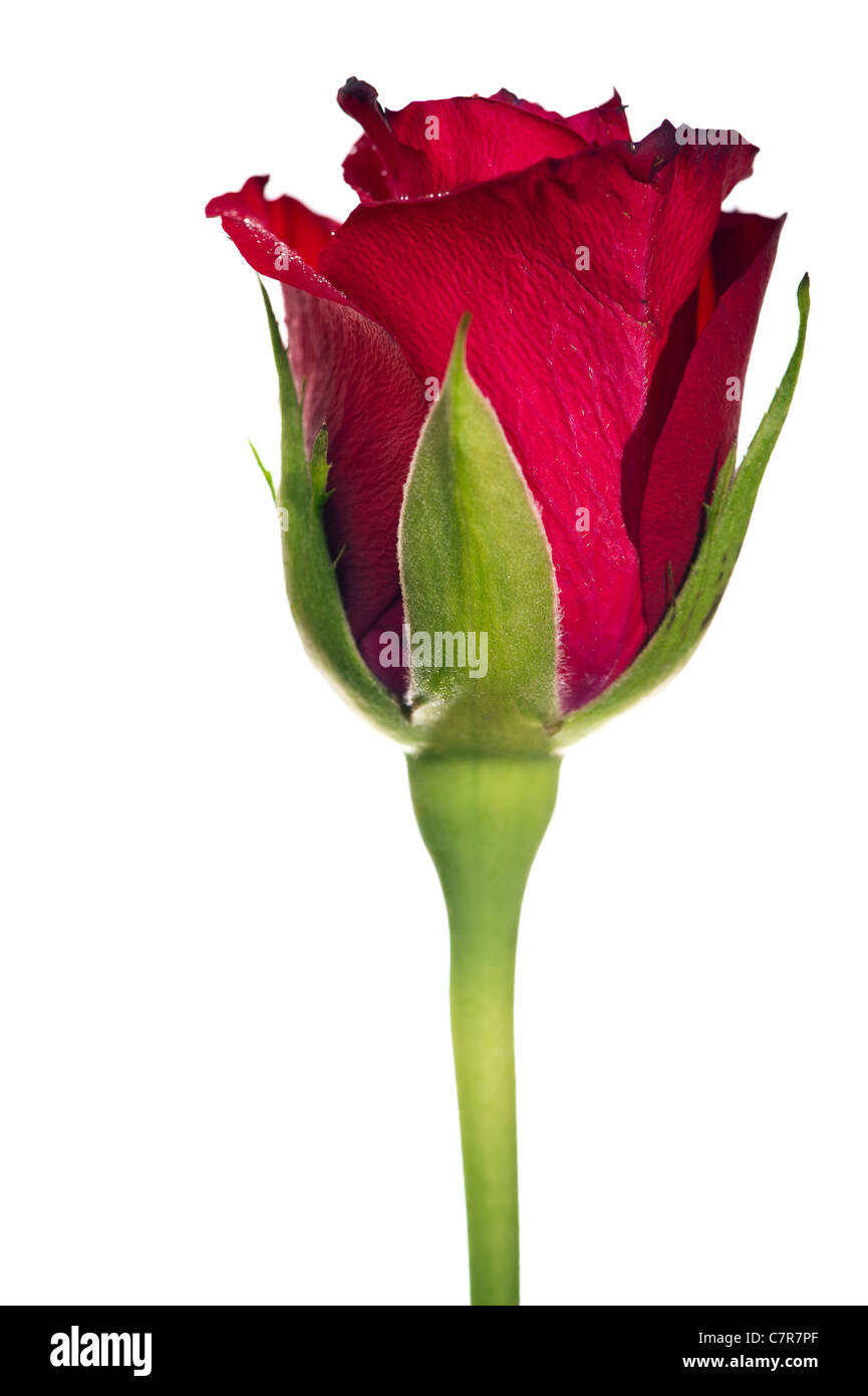 single red rose head isolated on white background Stock Photo - Alamy