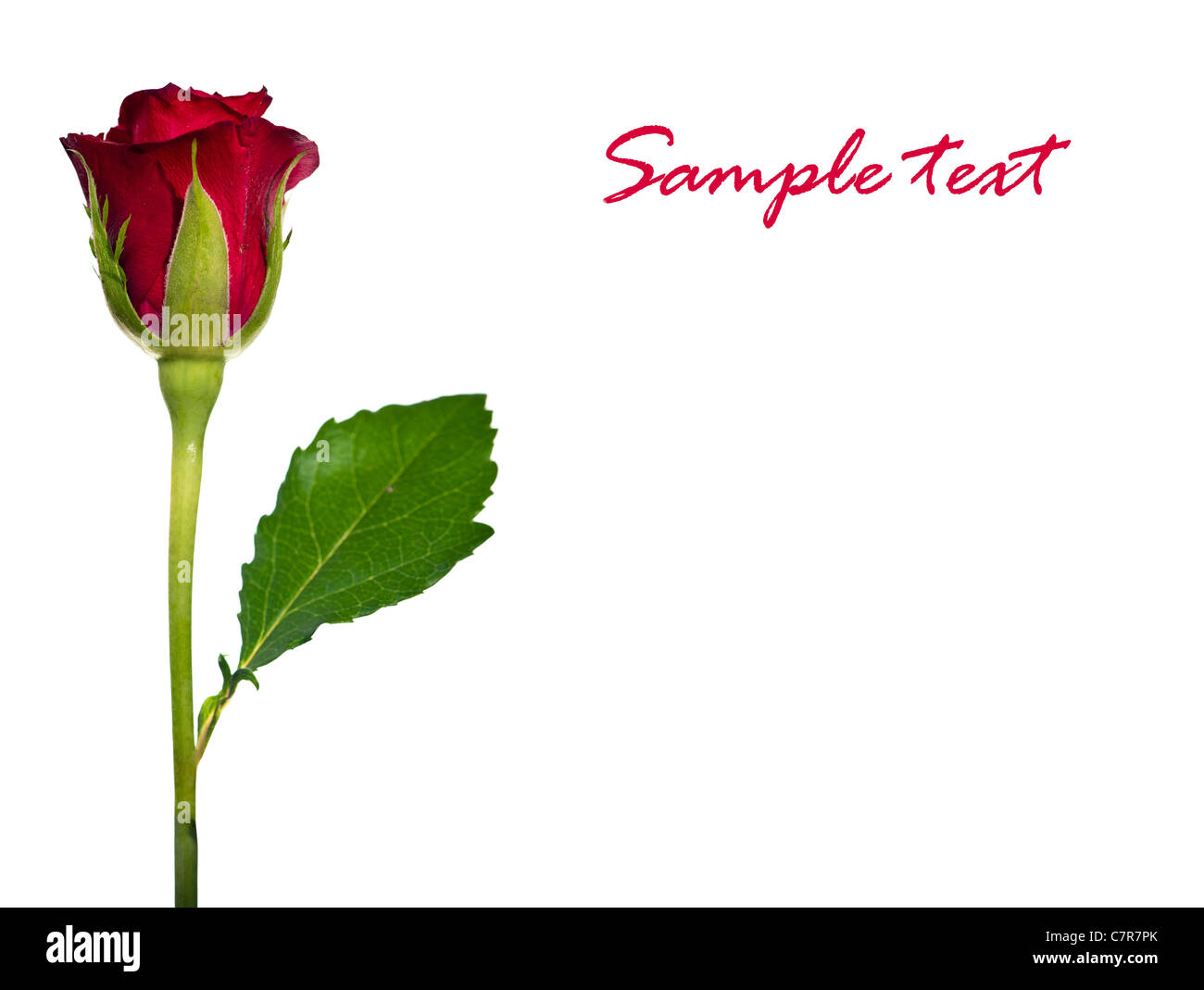 ed rose isolated on white background with space for text Stock Photo ...