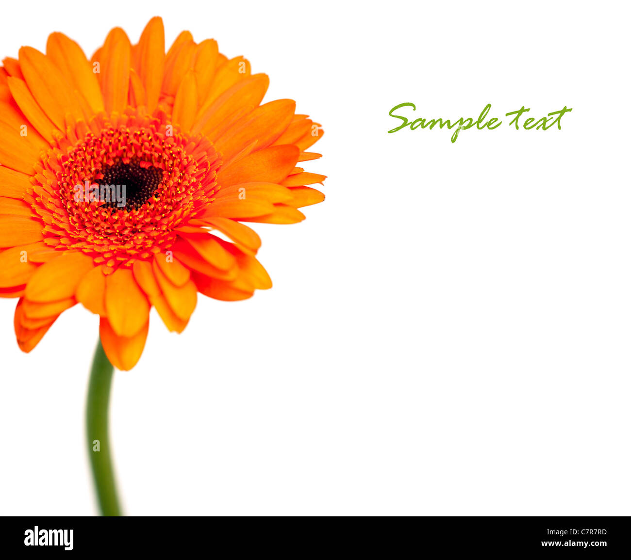 orange gerbera flower on white background with space for text Stock ...