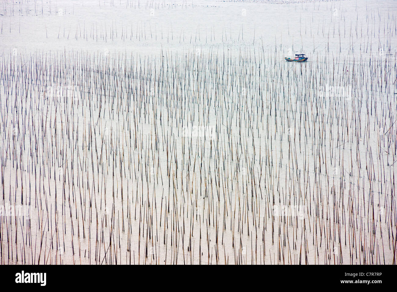 Fishing boat sailing through bamboo sticks for drying seaweed, East ...