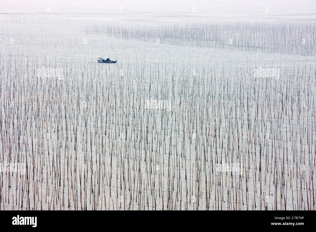 Fishing boat sailing through bamboo sticks for drying seaweed, East ...
