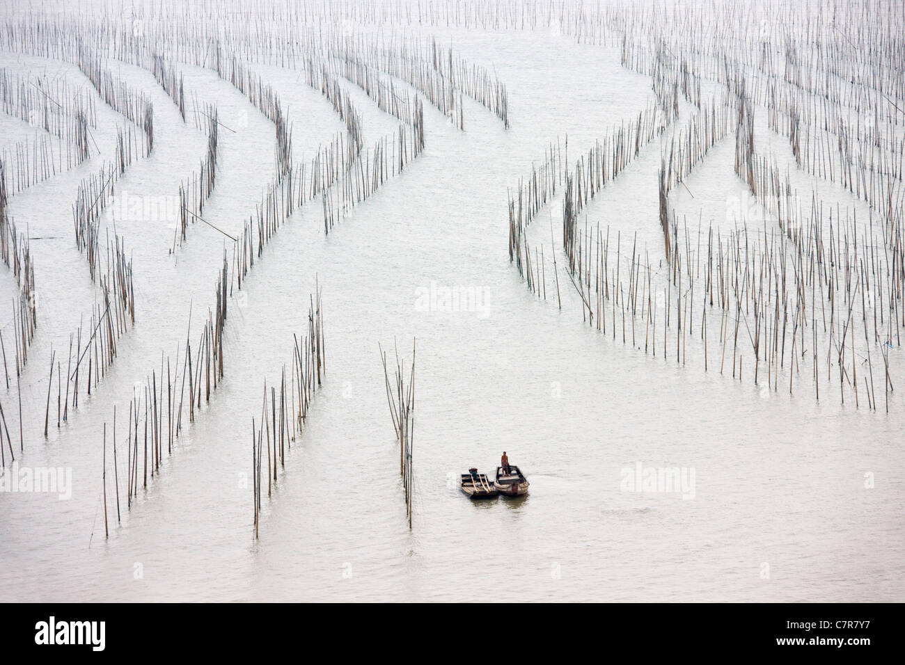Fishing boat sailing through bamboo sticks for drying seaweed, East ...