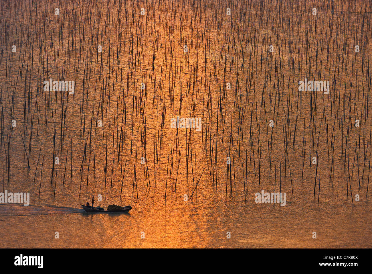 Boat sailing through seaweed farm with bamboo sticks for drying ...