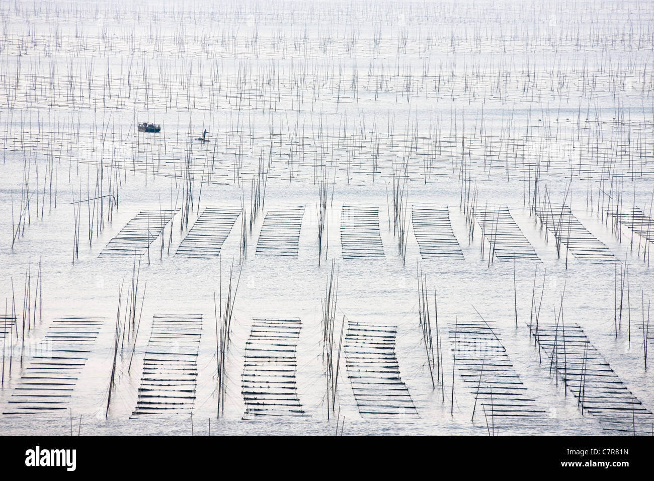 Fishing boat sailing through bamboo sticks for drying seaweed, East ...