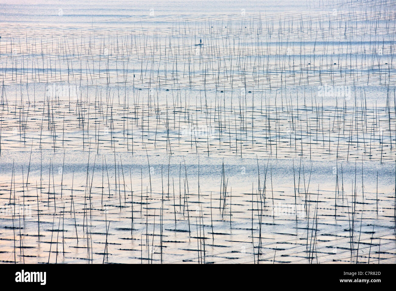 Fishing boat sailing through bamboo sticks for drying seaweed, East ...