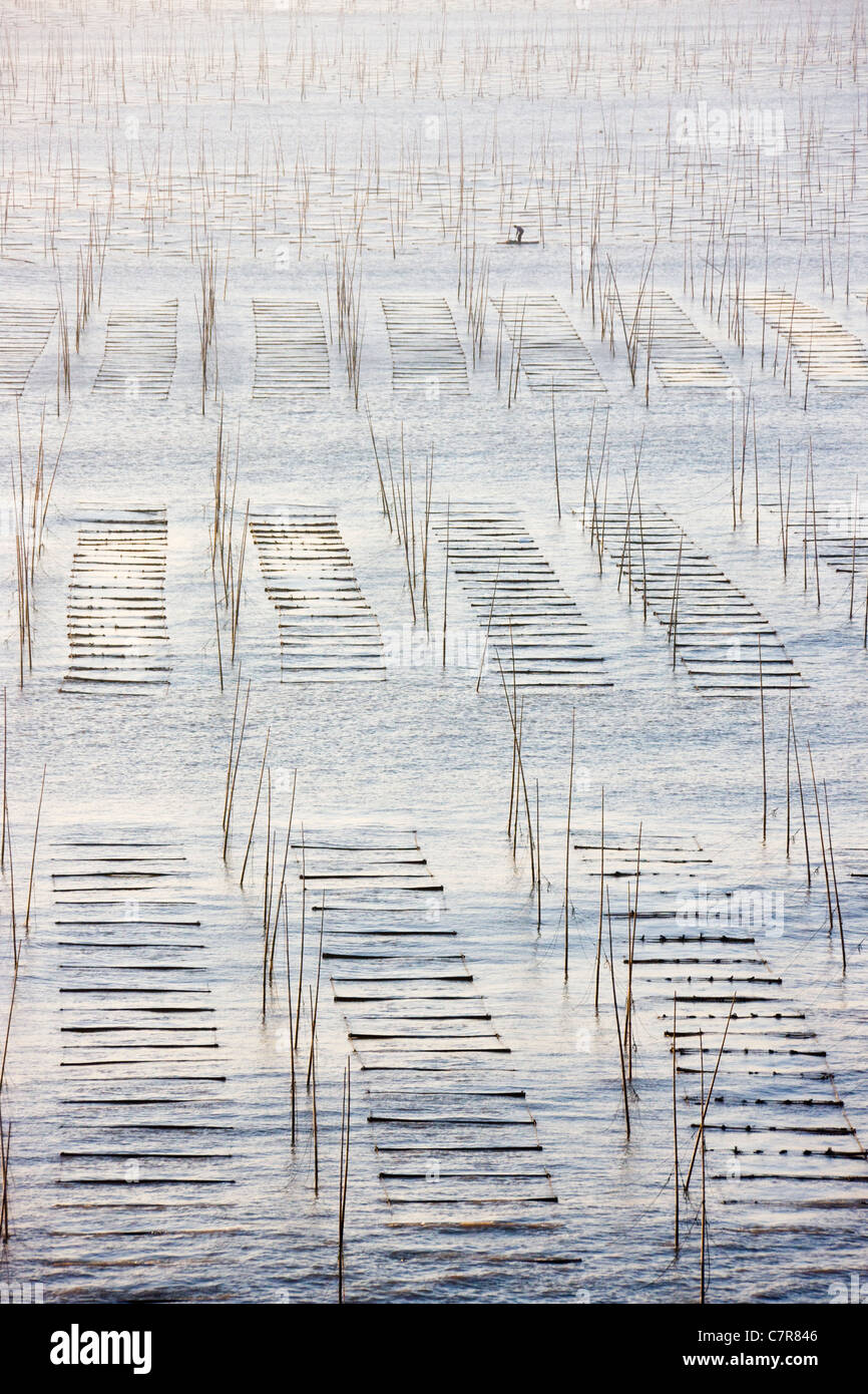 Fishing boat sailing through bamboo sticks for drying seaweed, East ...