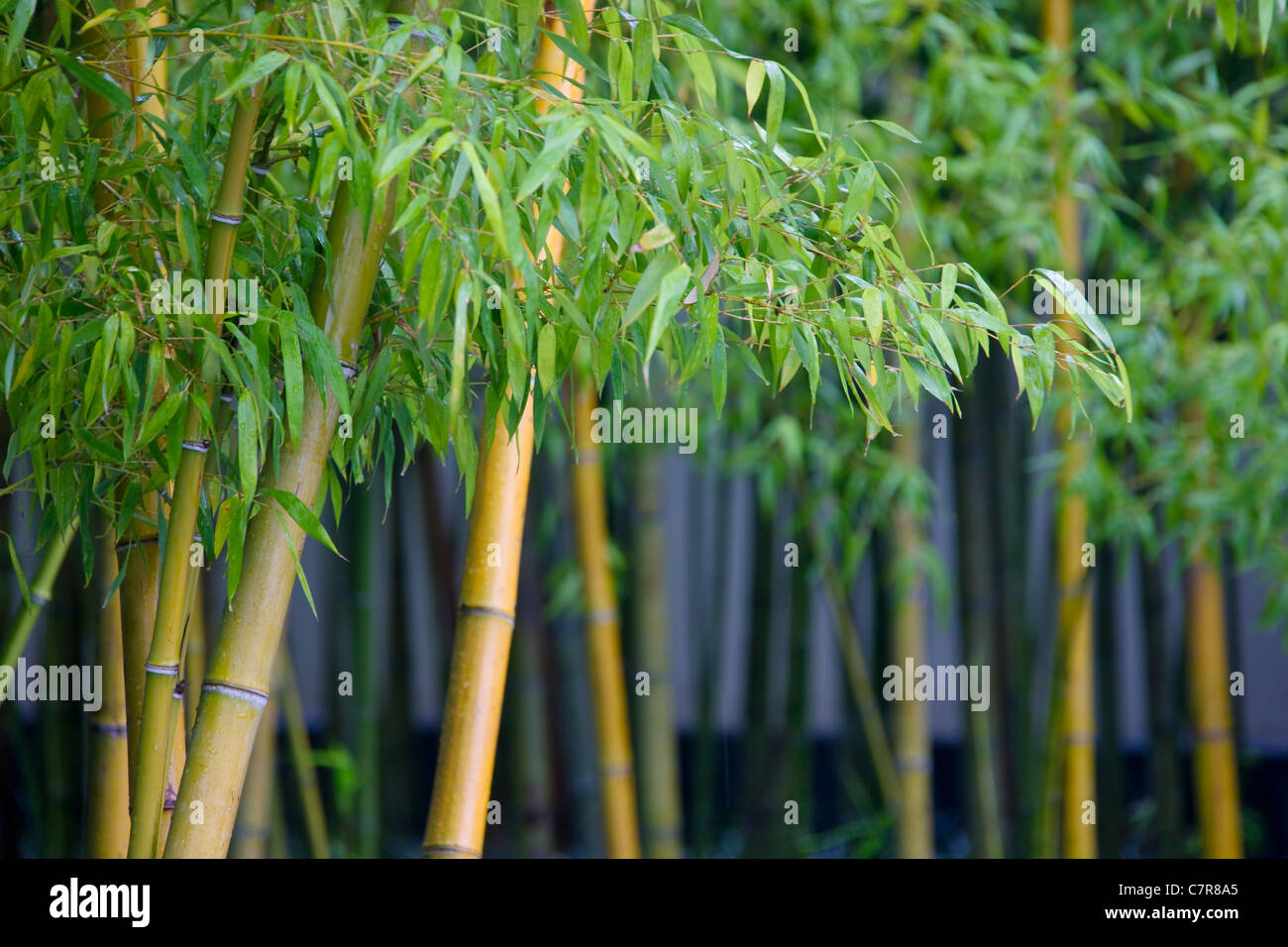Bamboo in traditional Chinese garden, Suzhou, Jiangsu Province, China ...