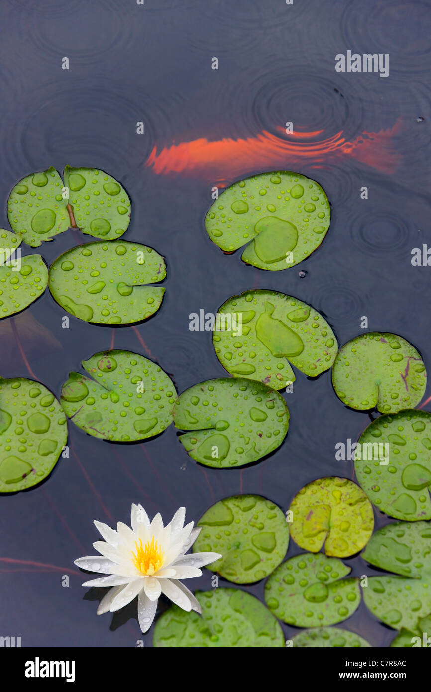 Fish lily hi-res stock photography and images - Alamy