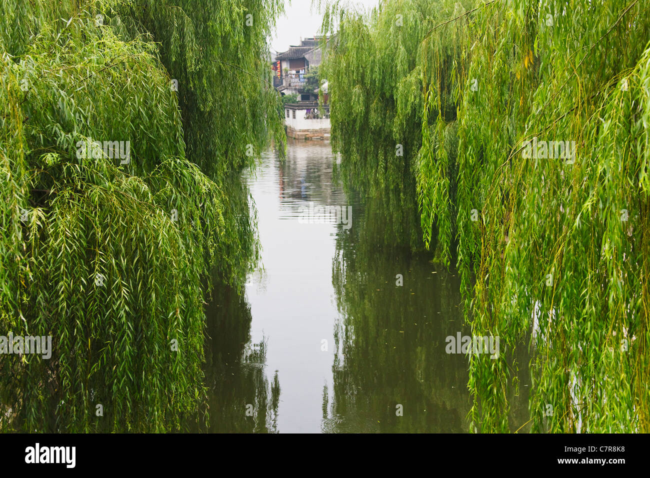 Willow trees hi-res stock photography and images - Alamy