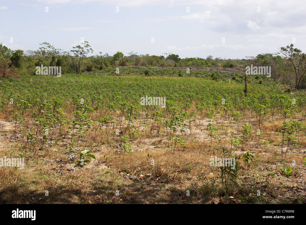 Farming yucca hi-res stock photography and images - Alamy