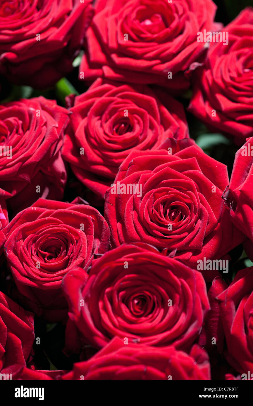 bunch of red roses Stock Photo - Alamy