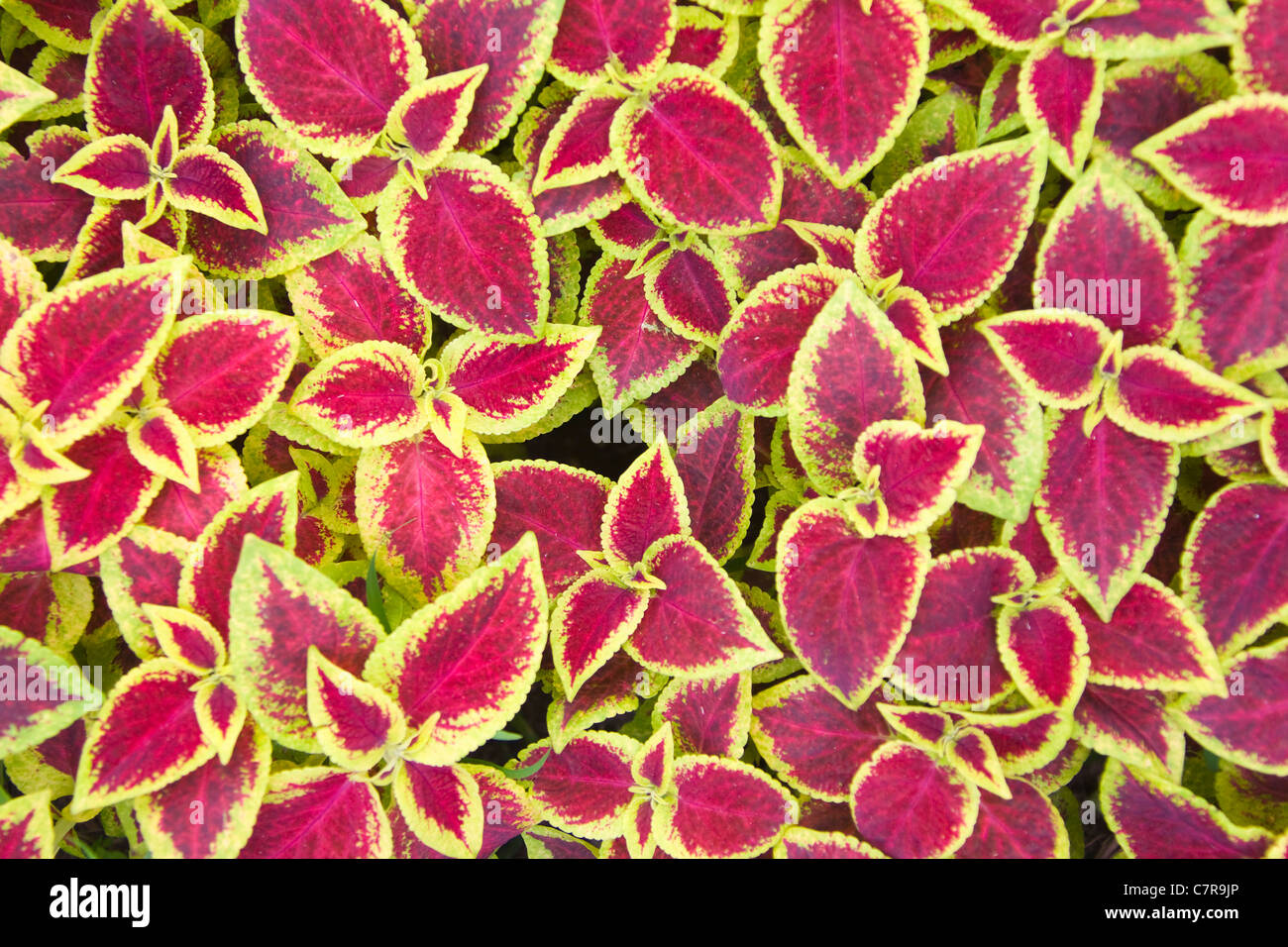 Red leaf pattern hi-res stock photography and images - Alamy