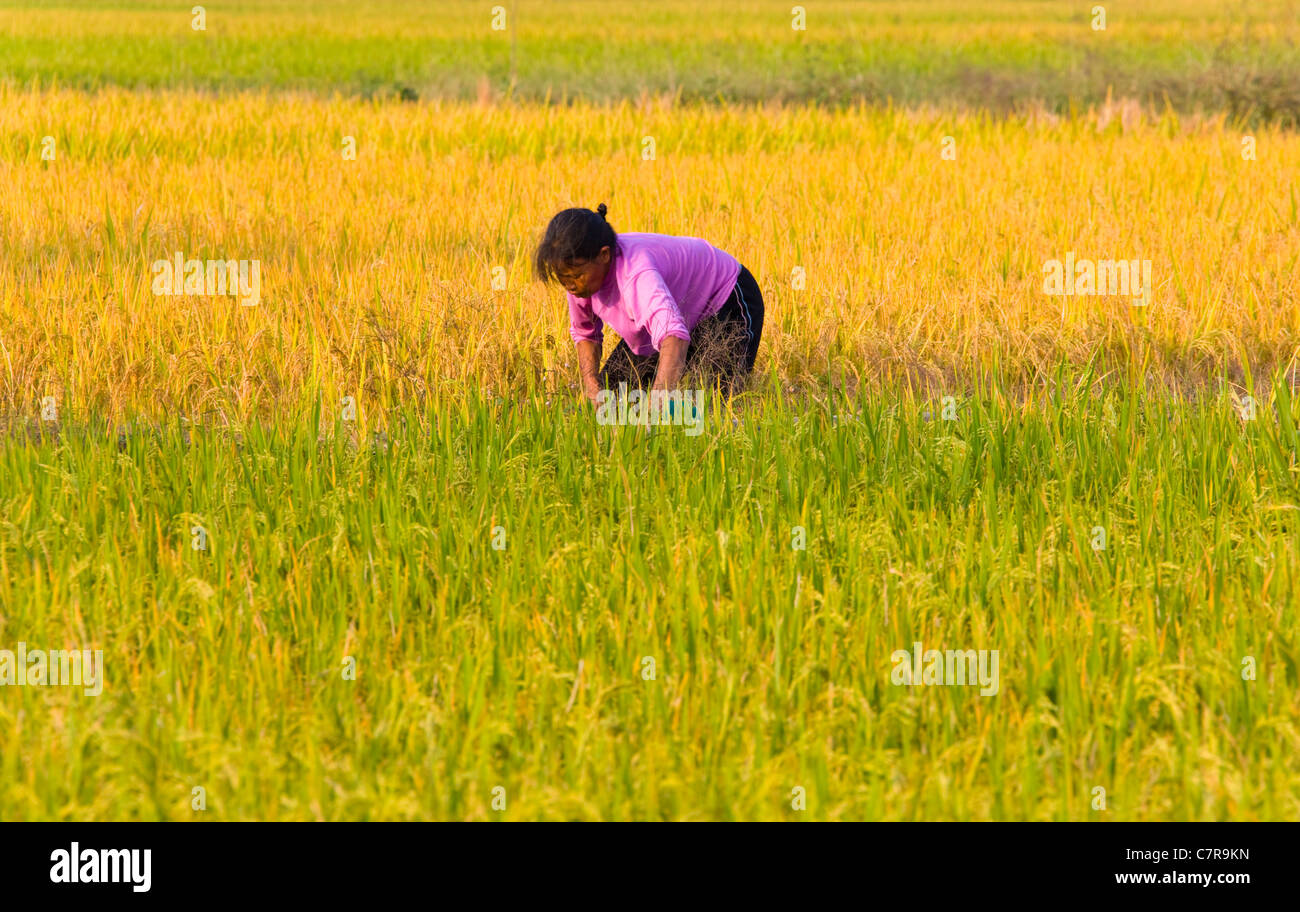 Chinese crops in asia hi-res stock photography and images - Alamy