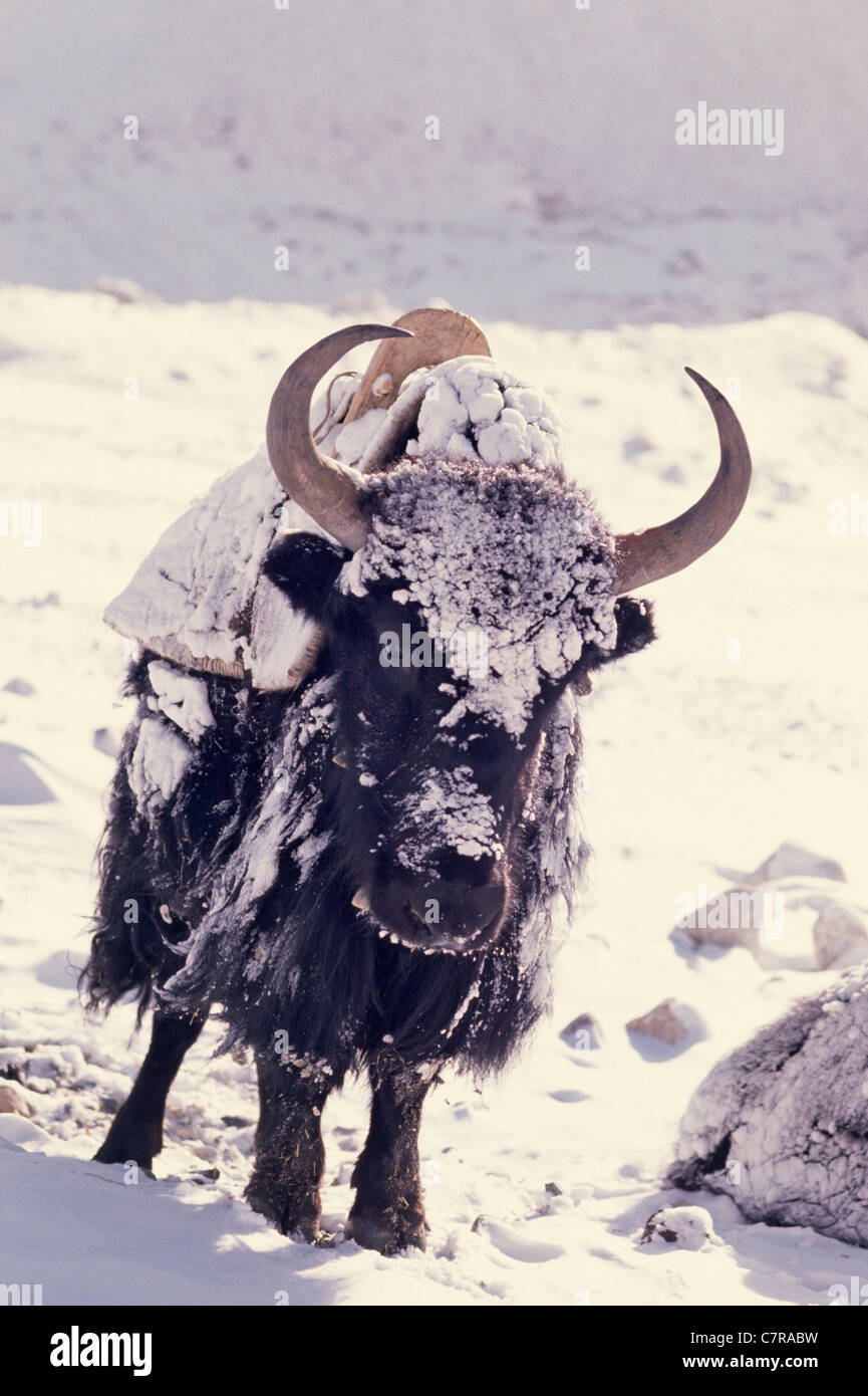 Himalayan yak hi-res stock photography and images - Alamy