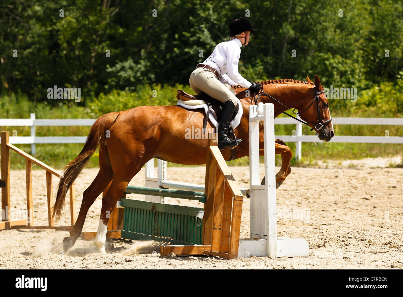 Bright Chestnut Horse