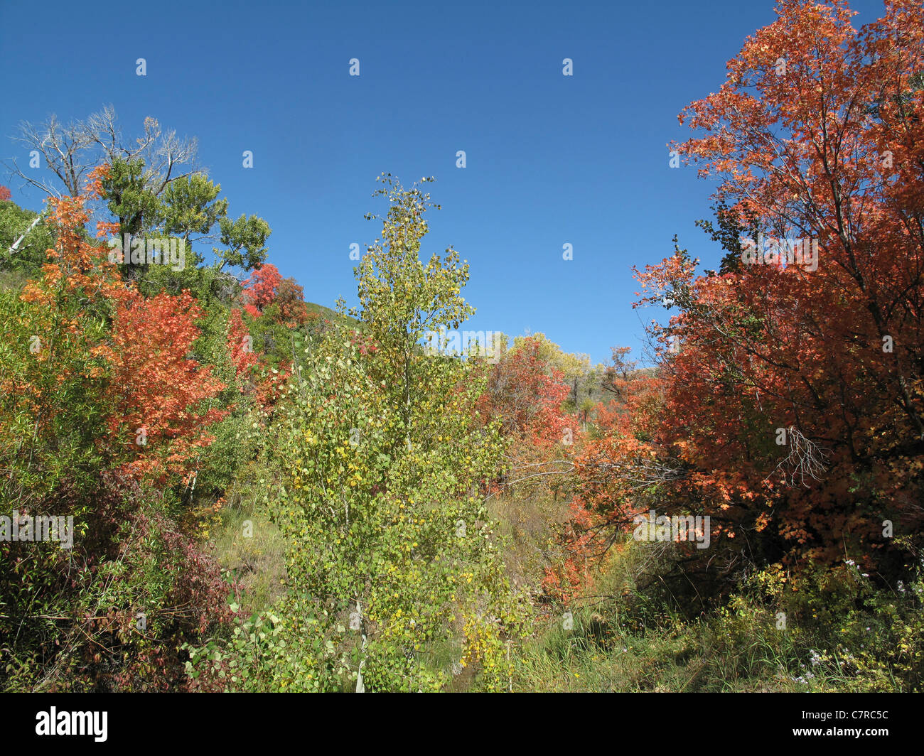 Trees with colorful leaves at Killyon Canyon, Utah, United States Stock ...