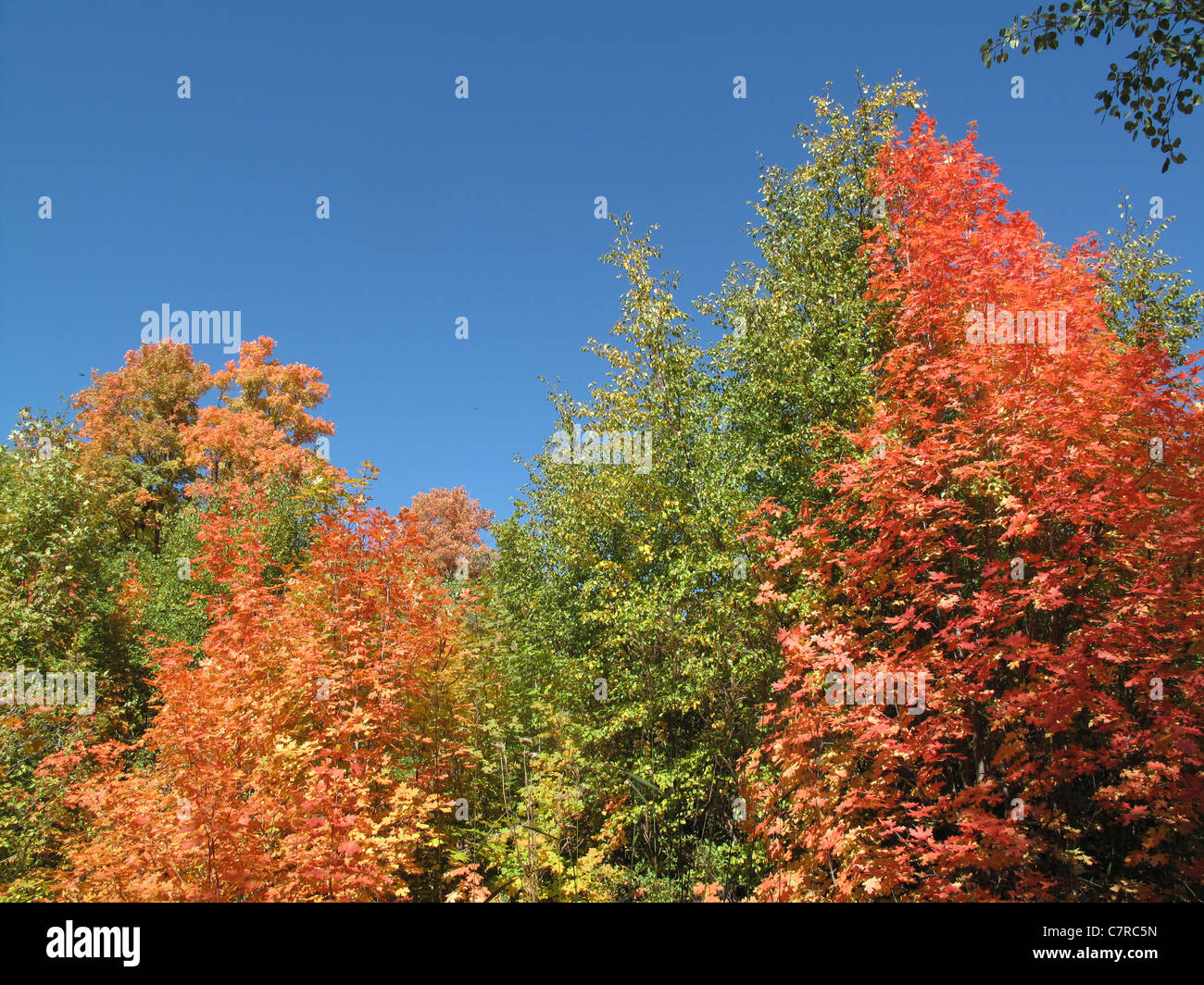 Trees with colorful leaves at Killyon Canyon, Utah, United States Stock ...