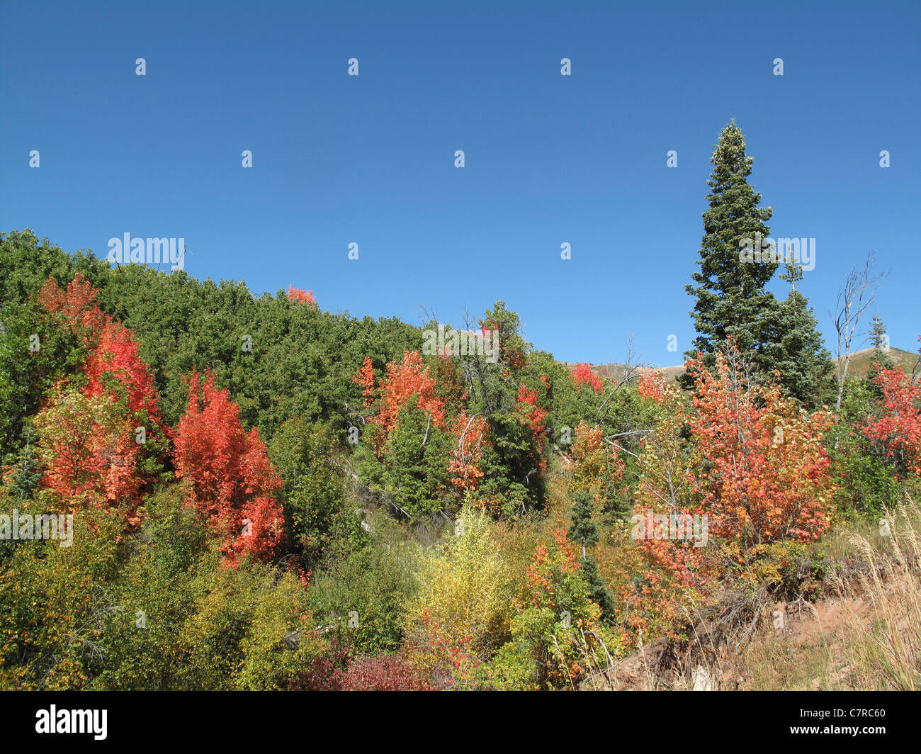 Trees with colorful leaves at Killyon Canyon, Utah, United States Stock ...