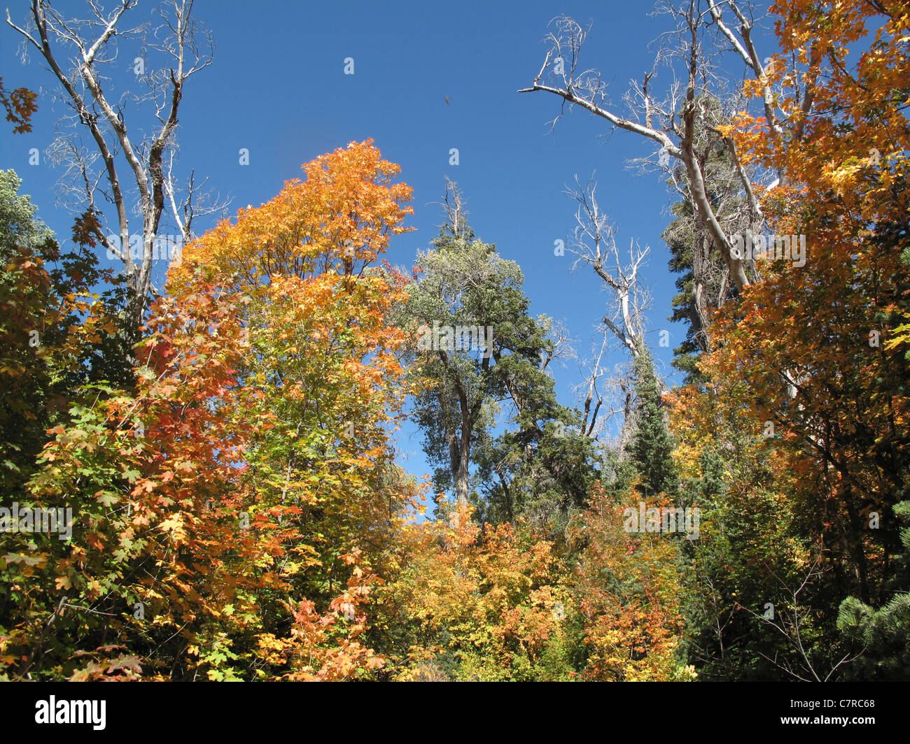 Trees with colorful leaves at Killyon Canyon, Utah, United States Stock ...