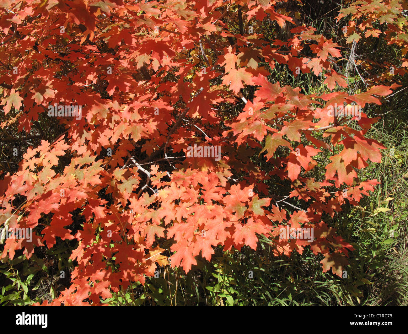 Trees with colorful leaves at Killyon Canyon, Utah, United States Stock ...