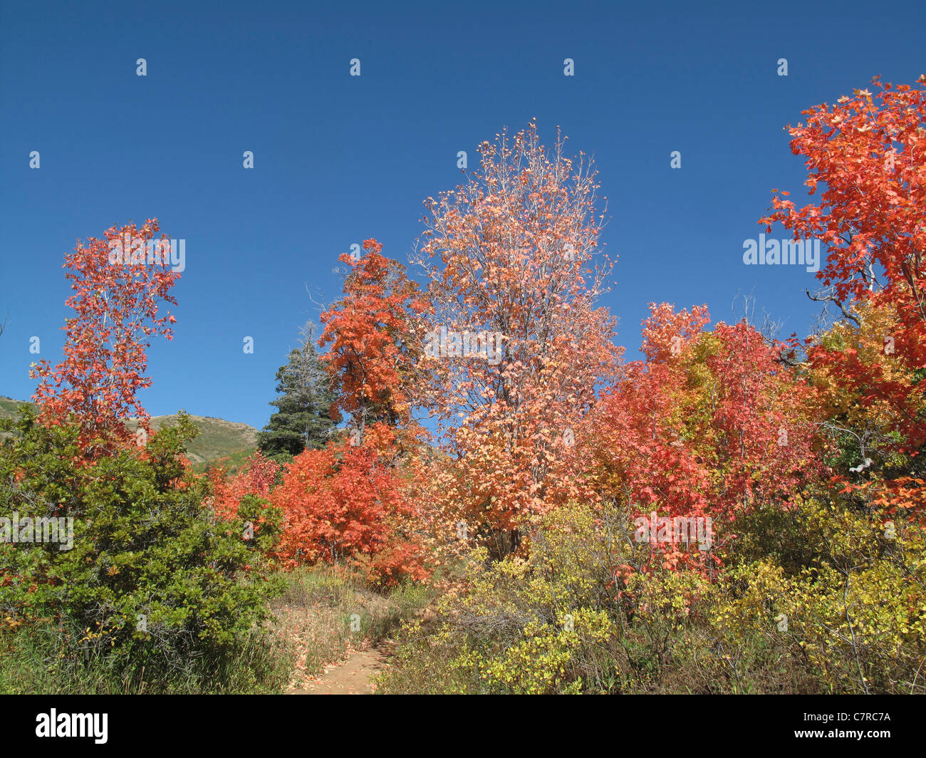 Trees with colorful leaves at Killyon Canyon, Utah, United States Stock ...