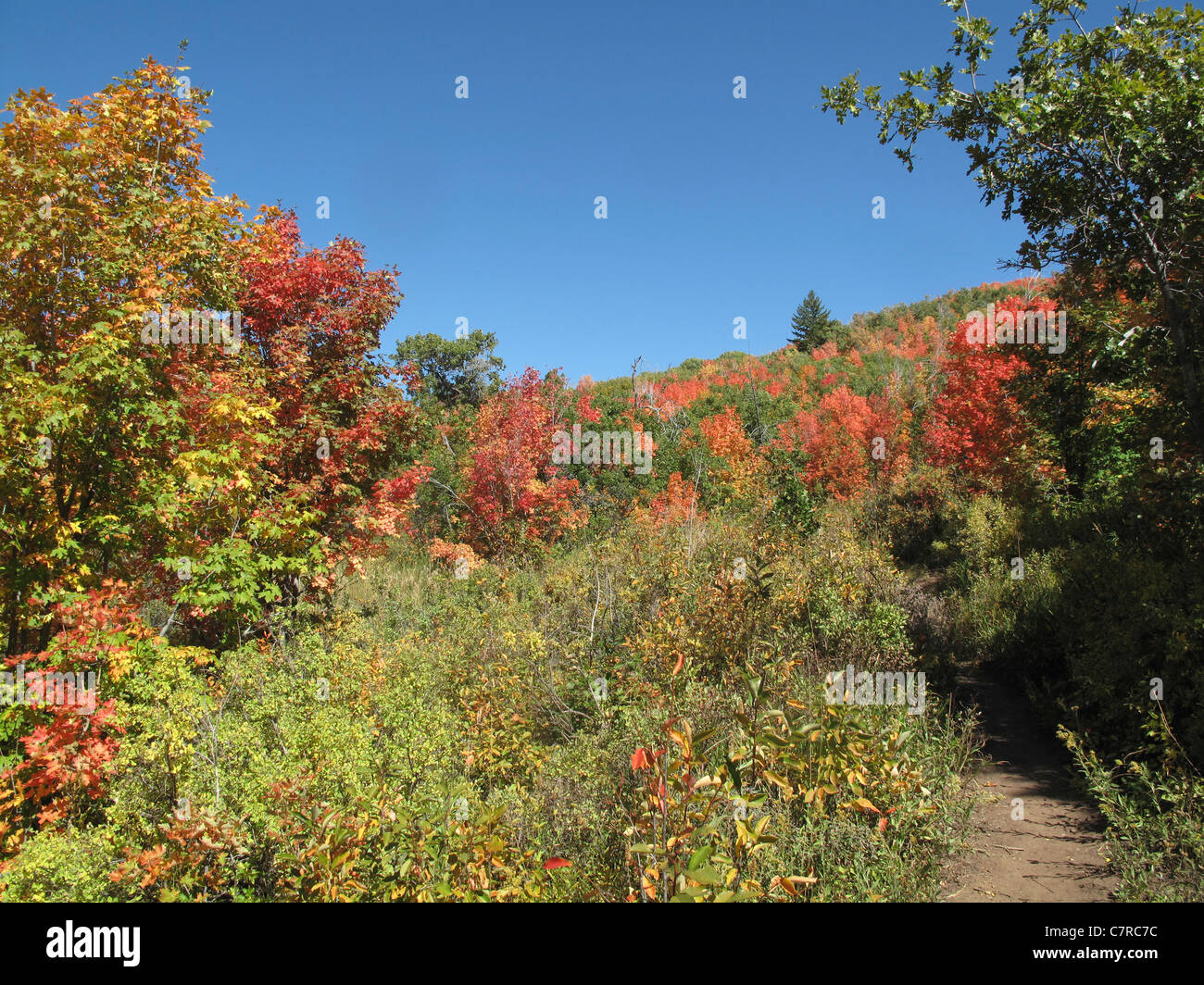 Trees with colorful leaves at Killyon Canyon, Utah, United States Stock ...