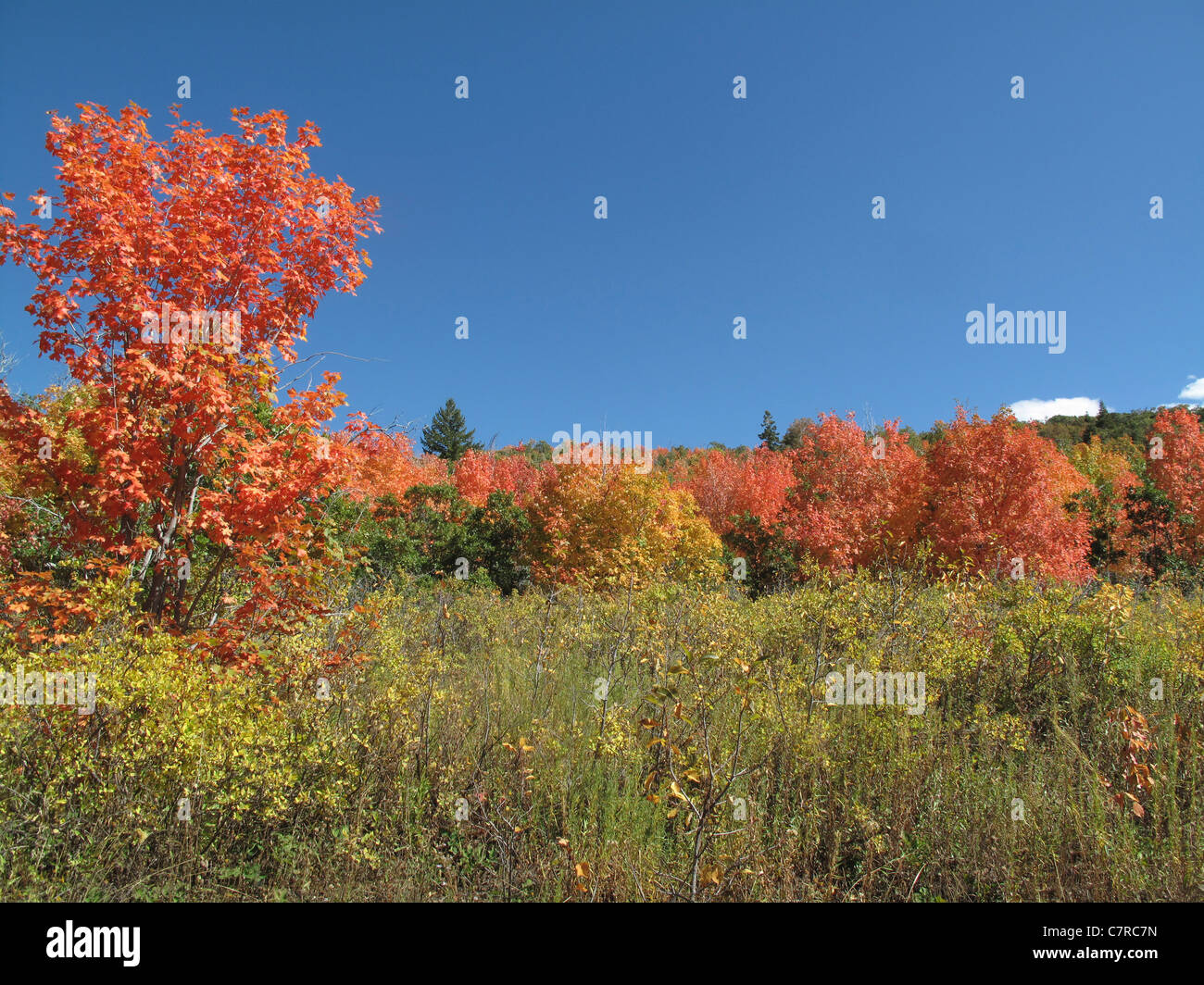 Trees with colorful leaves at Killyon Canyon, Utah, United States Stock ...