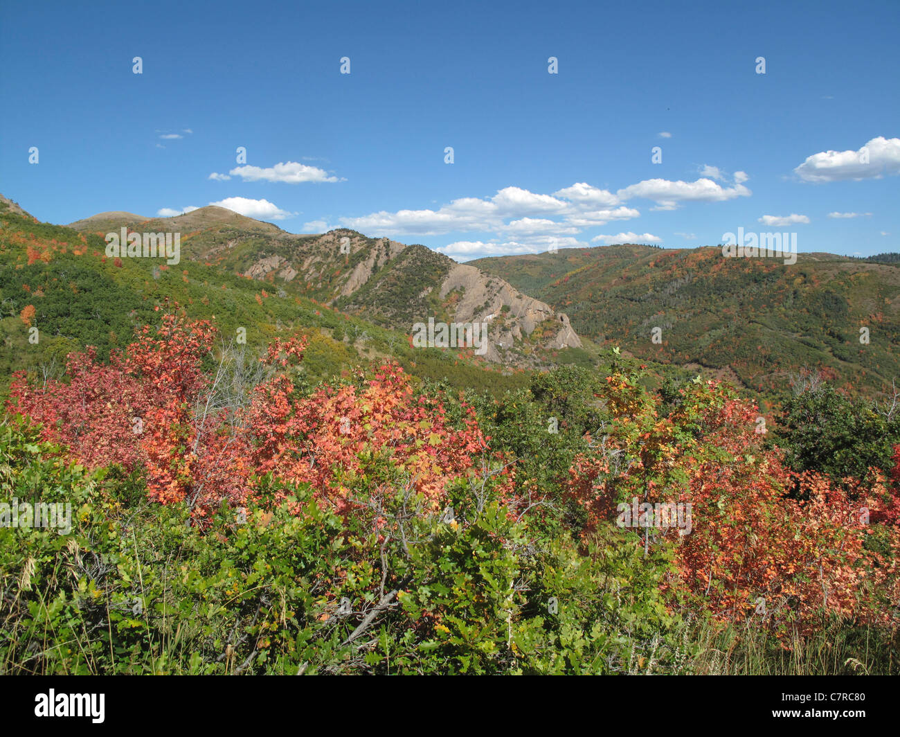 Trees with colorful leaves at Killyon Canyon, Utah, United States Stock ...