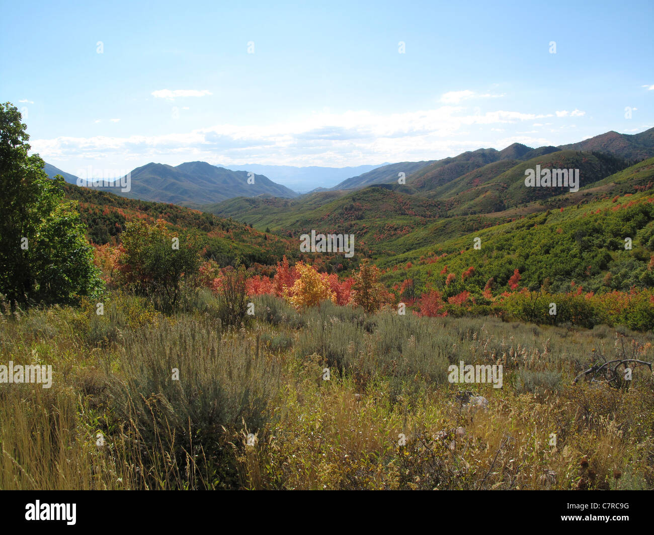 Trees with colorful leaves at Killyon Canyon, Utah, United States Stock ...