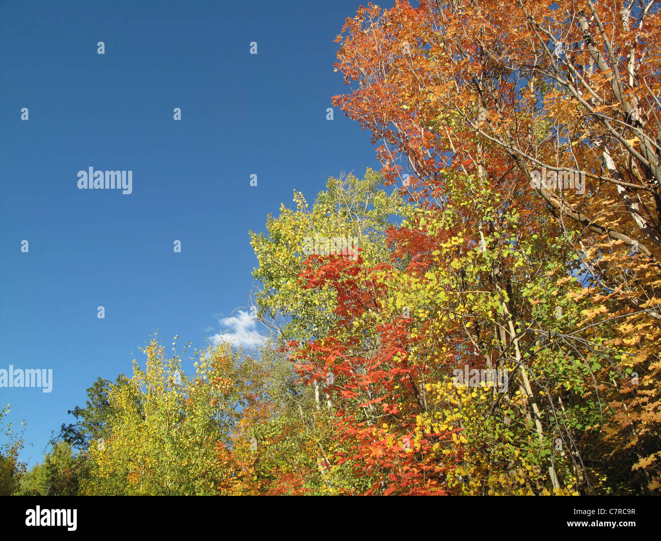 Trees with colorful leaves at Killyon Canyon, Utah, United States Stock ...