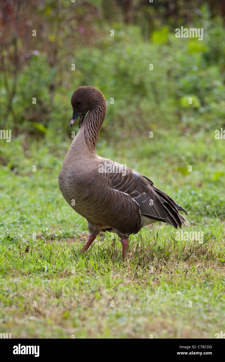 Pink-footed Goose (Anser brachyrhynchus). Preening upper neck feathers ...
