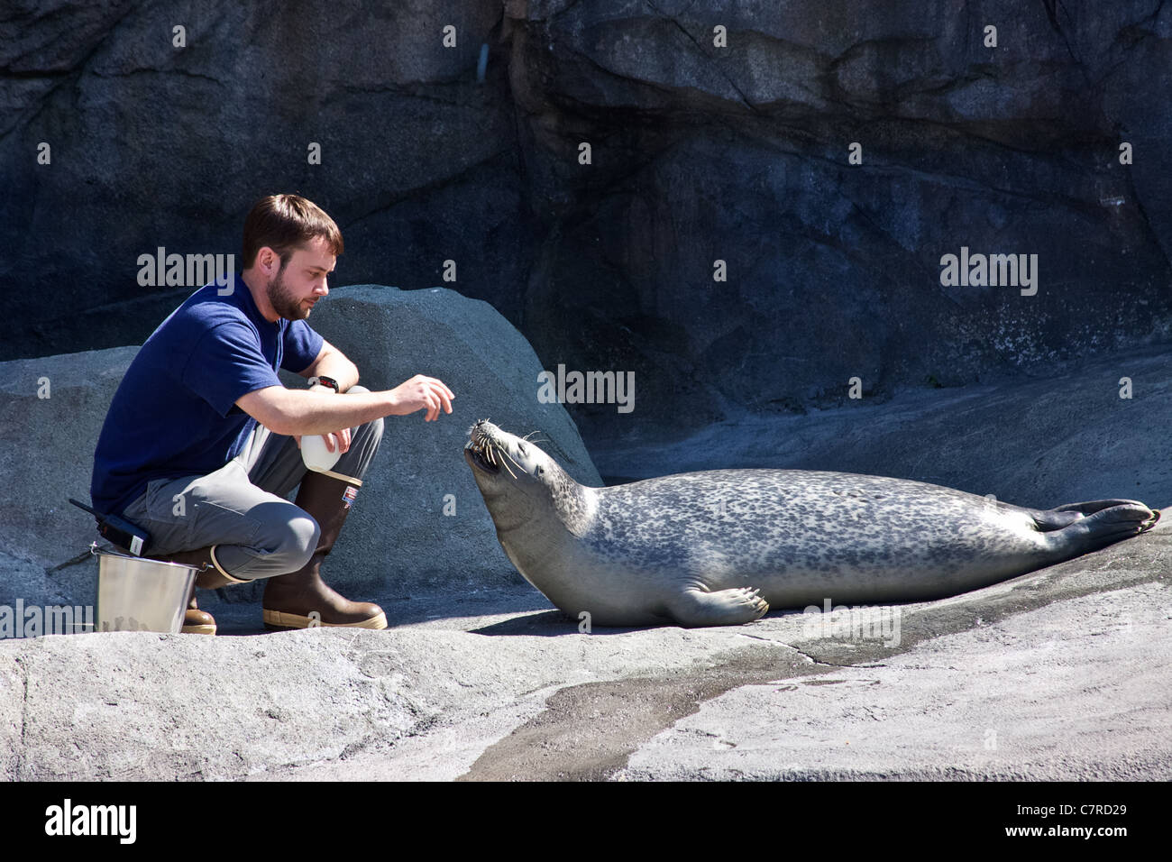 Feeding a Seal Stock Photo - Alamy