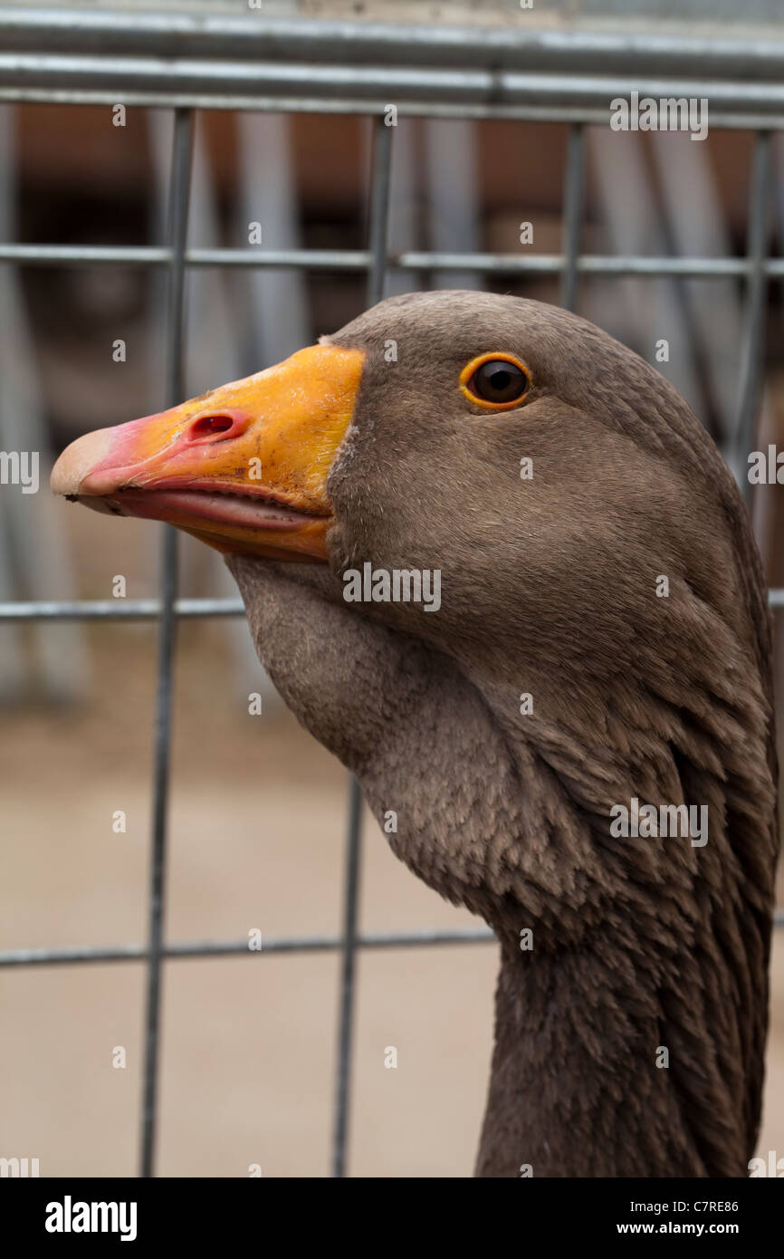 Toulouse Goose (Anser anser). Domestic breed, originally from France ...