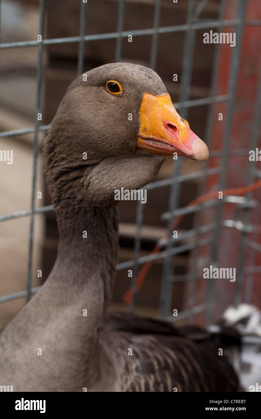 Toulouse Goose (Anser anser). Domestic breed, originally from France ...