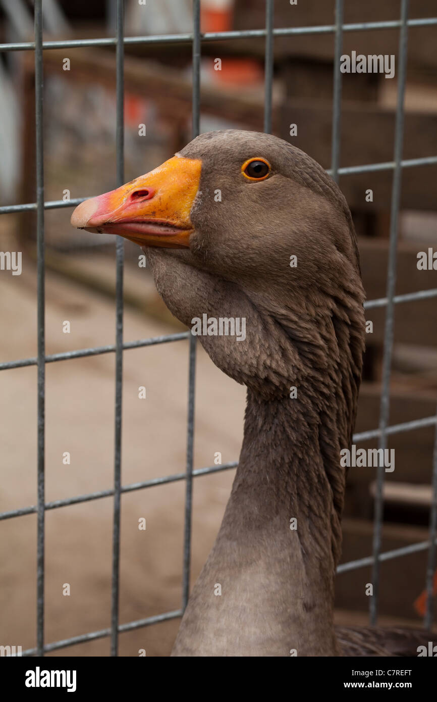 Goose breed hi-res stock photography and images - Alamy