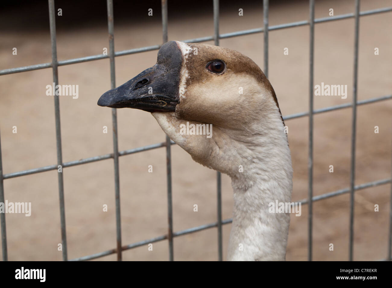 African Goose (Anser cygnoides). Like the Chinese Goose a domesticated ...