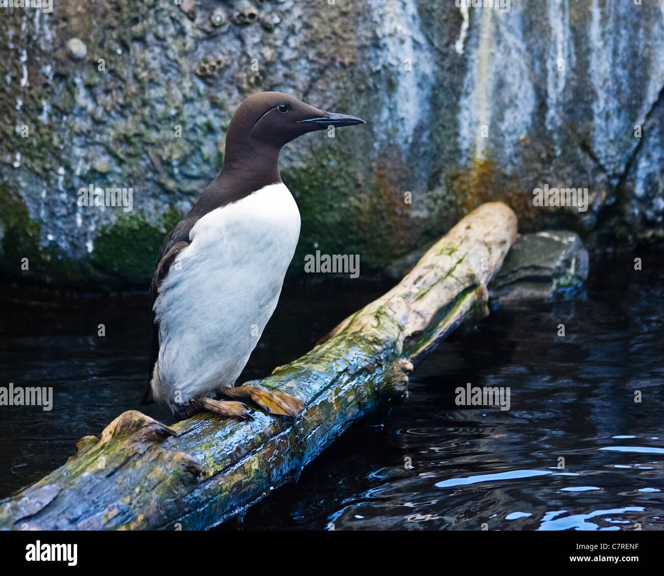 Murre bird hi-res stock photography and images - Alamy