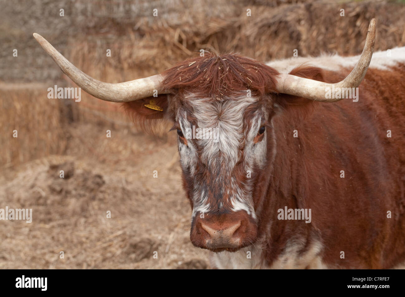 English Longhorn Cow (Bos taurus). Portrait Stock Photo - Alamy